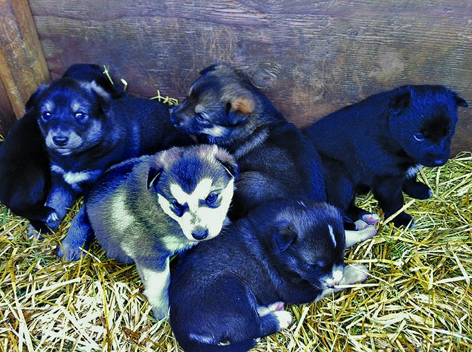 Periodic Table Ceiling, Elemental Pups