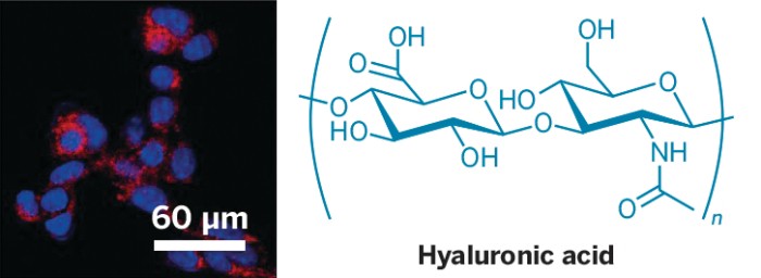 Graphene-Oxide-Delivered-Through-Skin