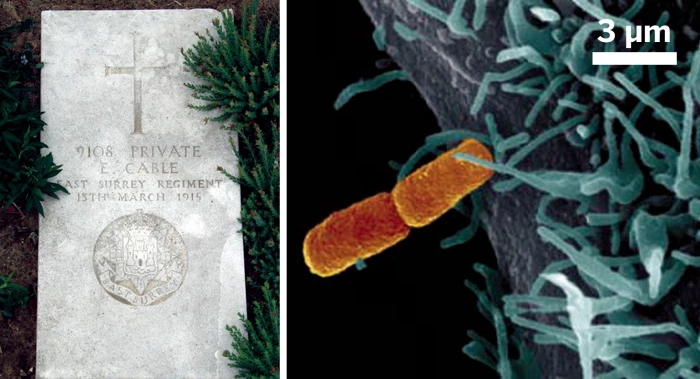 World War I Dysentery Bacterium Was Antibiotic Resistant Before The ...