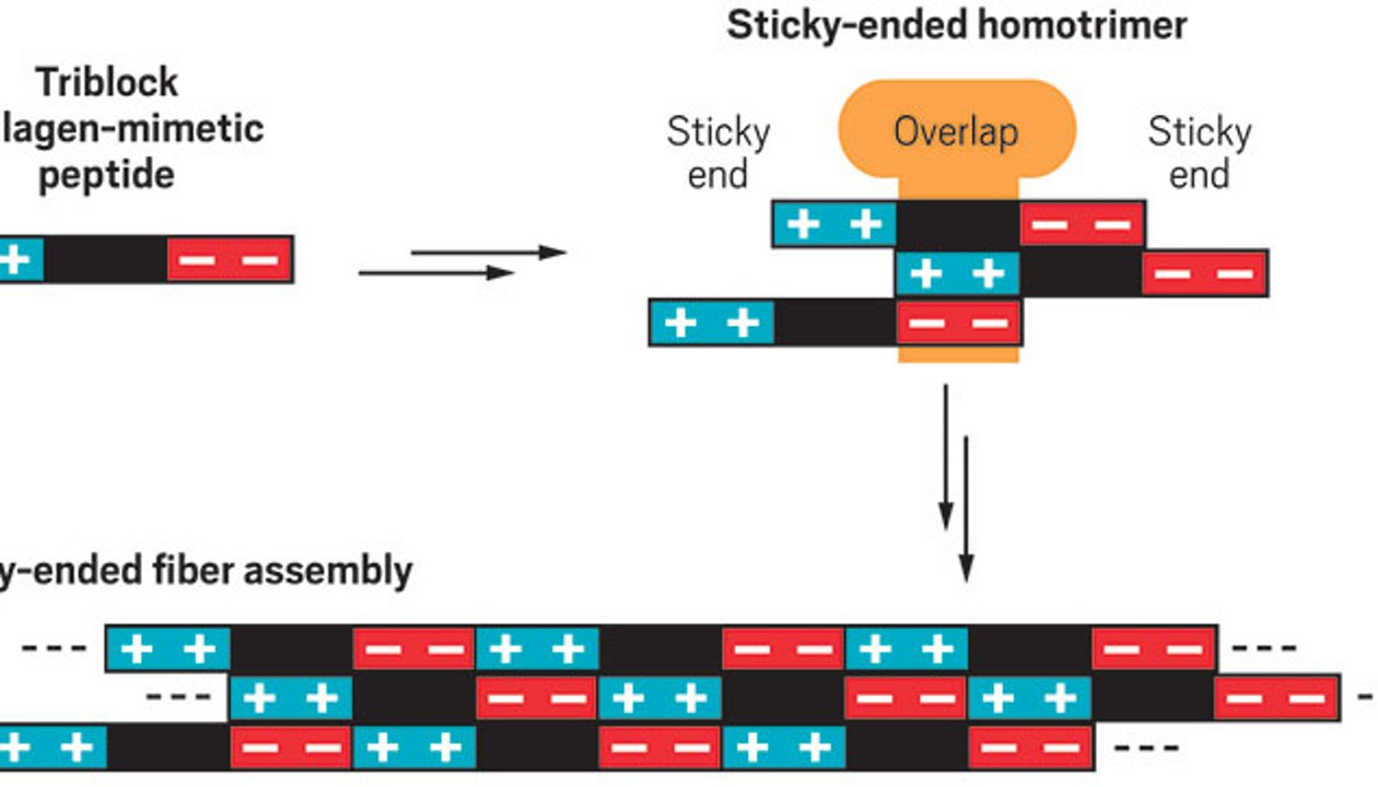 Collagen mimics snap into place