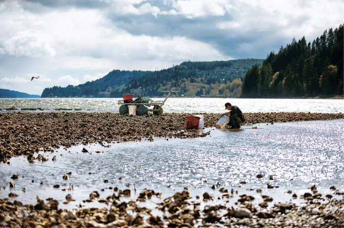 shellfish-adapt-ocean-acidification