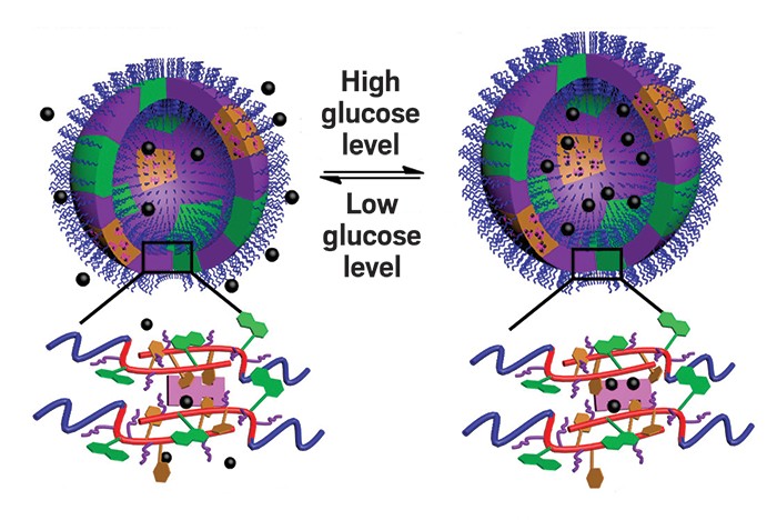 Polymer-vesicle-regulates-glucose-levels