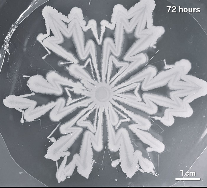 Look at them grow: Meniscus channels spur bacteria, biofilm growth