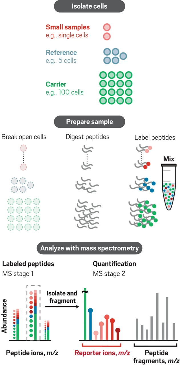 Individual cells’ proteins vary. Single-cell proteomics can now show how