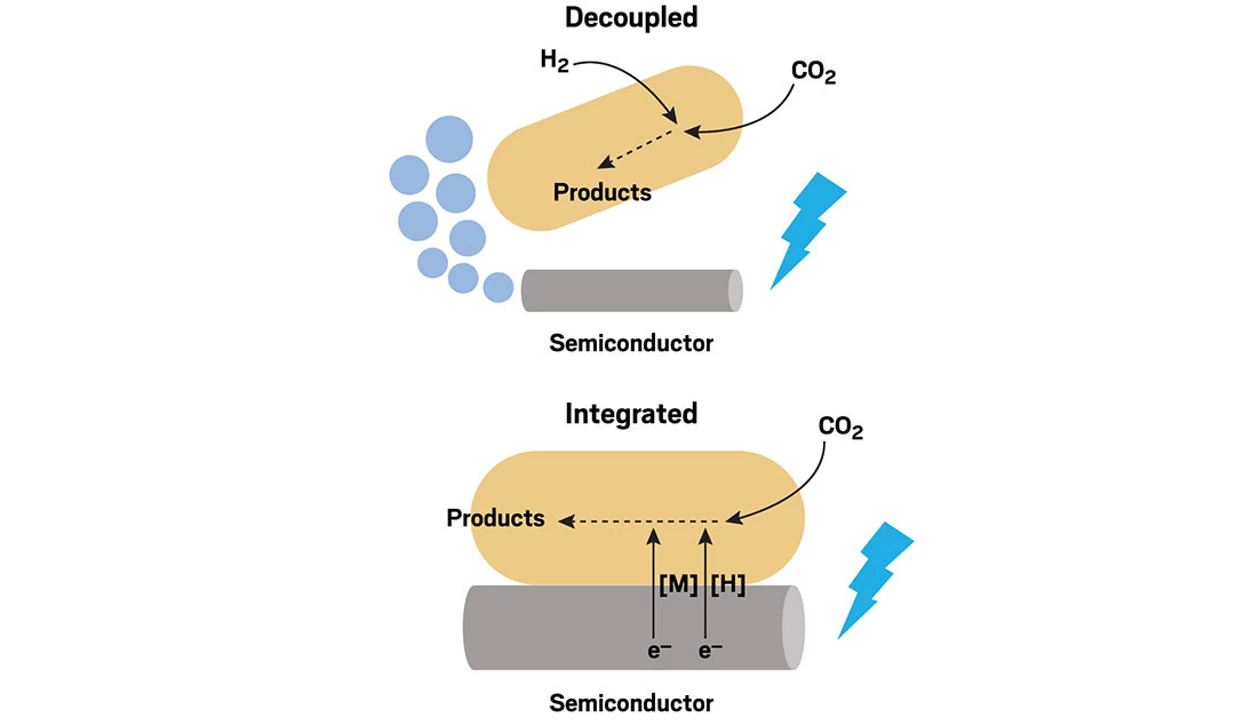 Imaging platform illuminates biohybrids