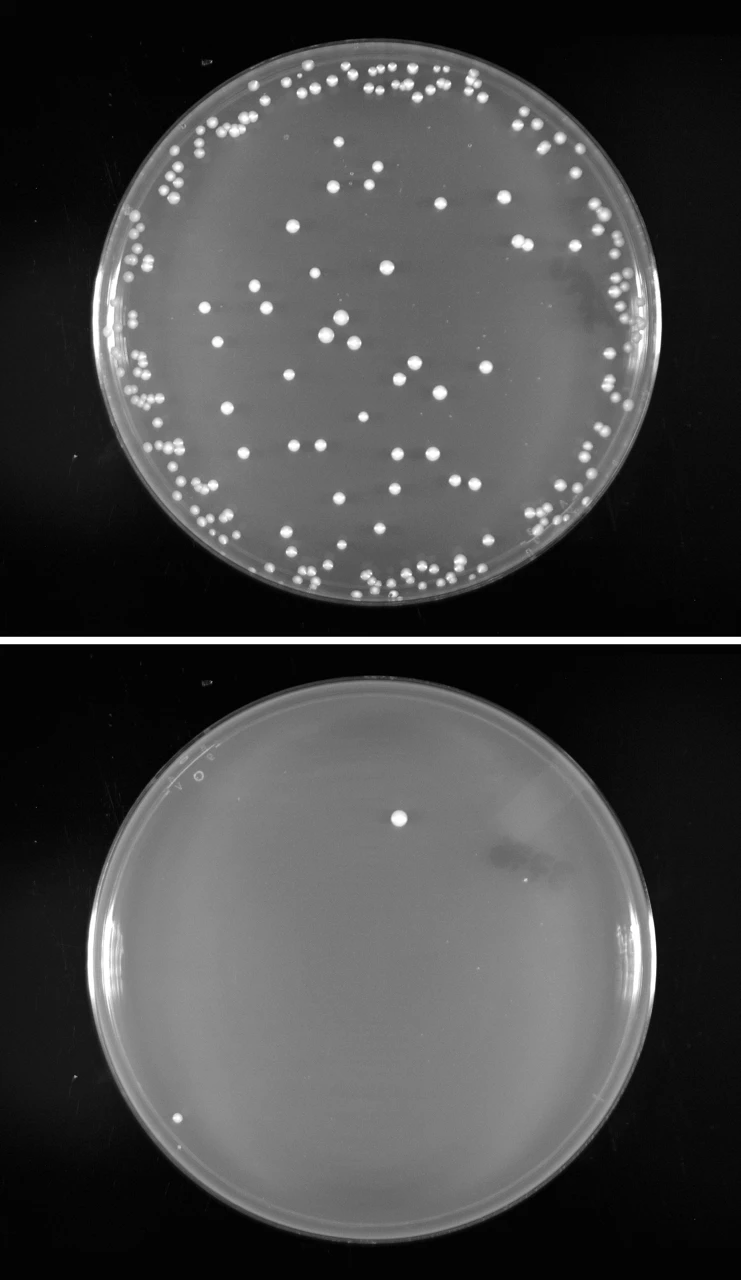 An agar horror story and identifying a reddish liquid