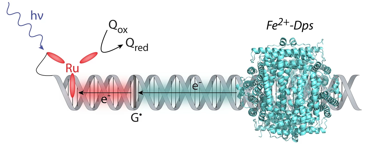 Bacterial Protein Fixes DNA From A Distance