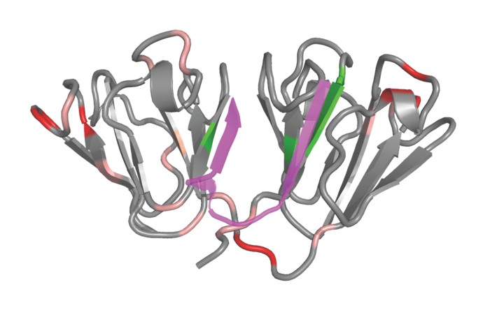 Study-Suggests-Mechanism-Eye-Protein