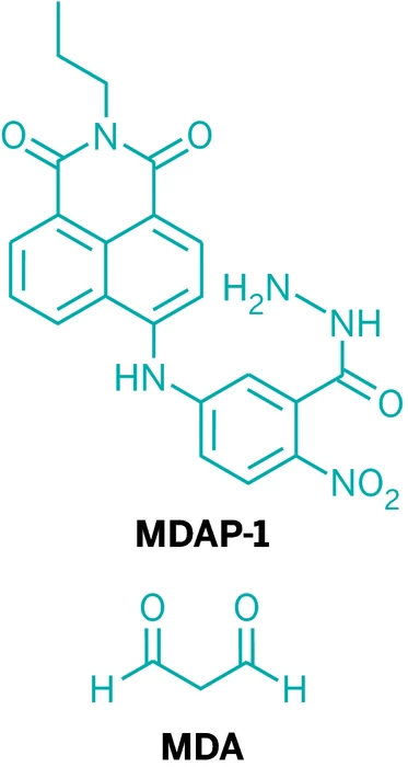 Making Light Of Oxidative Stress In Cells
