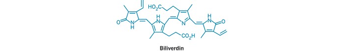 Infrared-Fluorescent-Protein-Extends-Imaging