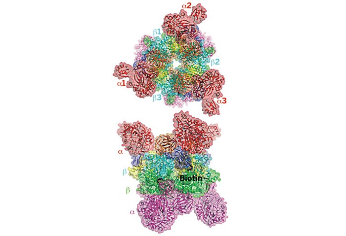 Megaenzyme-Crystal-Structure-Unveiled