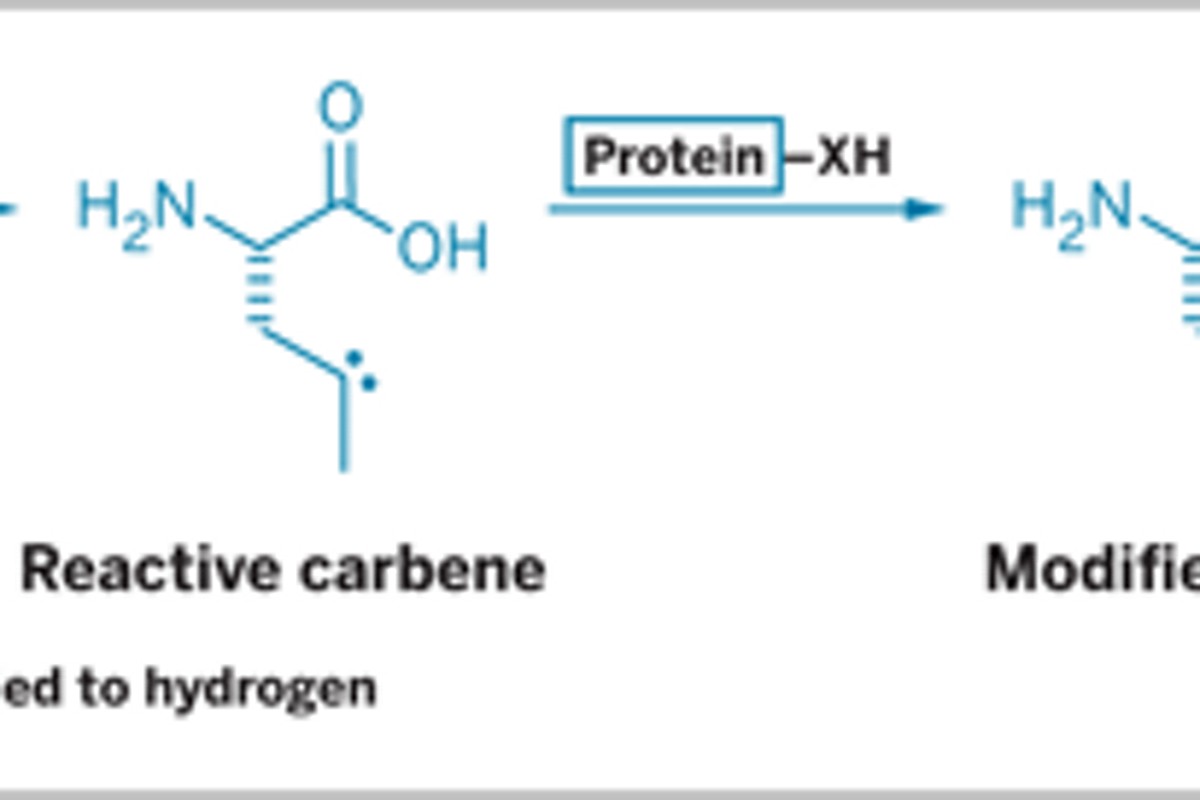 Carbenes Map Protein Surface