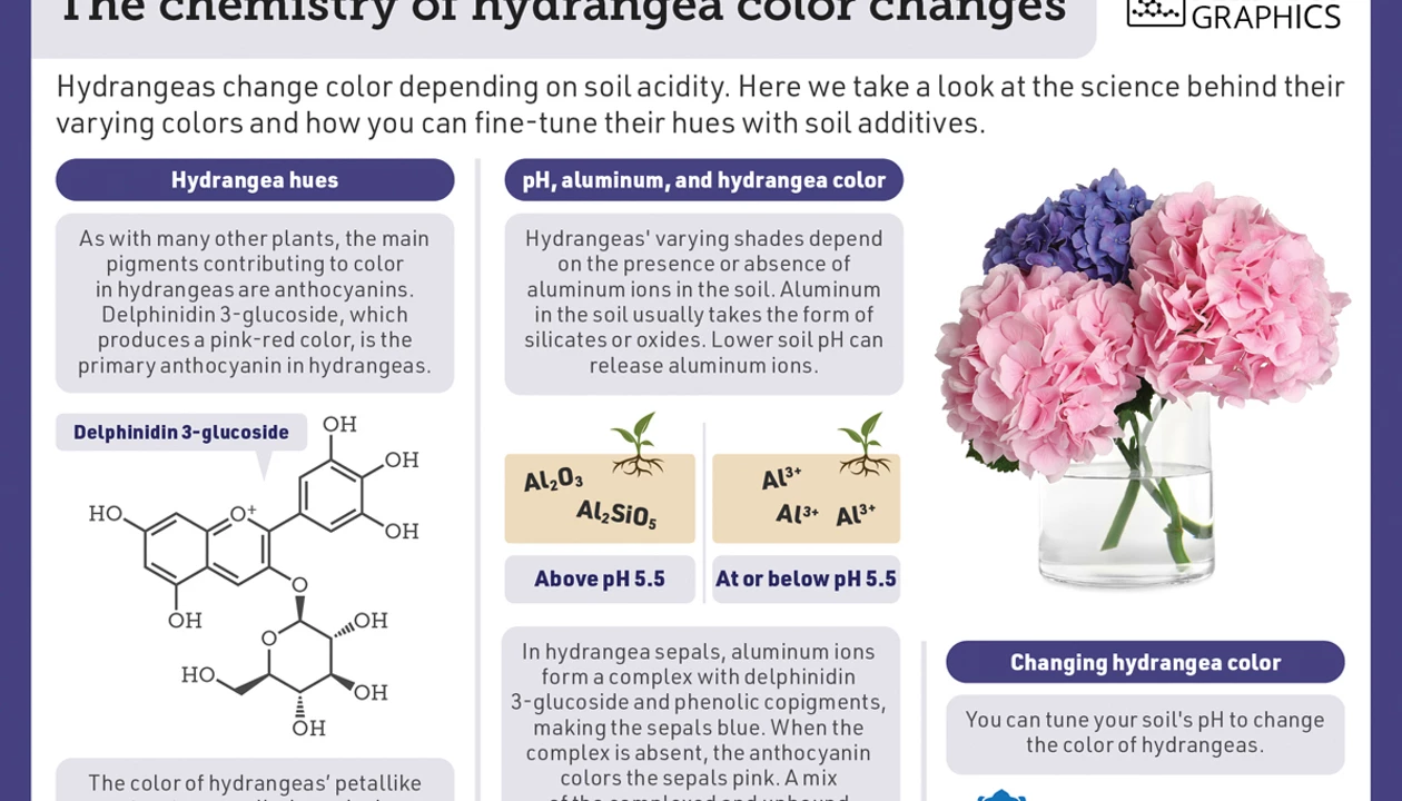 Periodic Graphics: The chemistry of hydrangea color changes