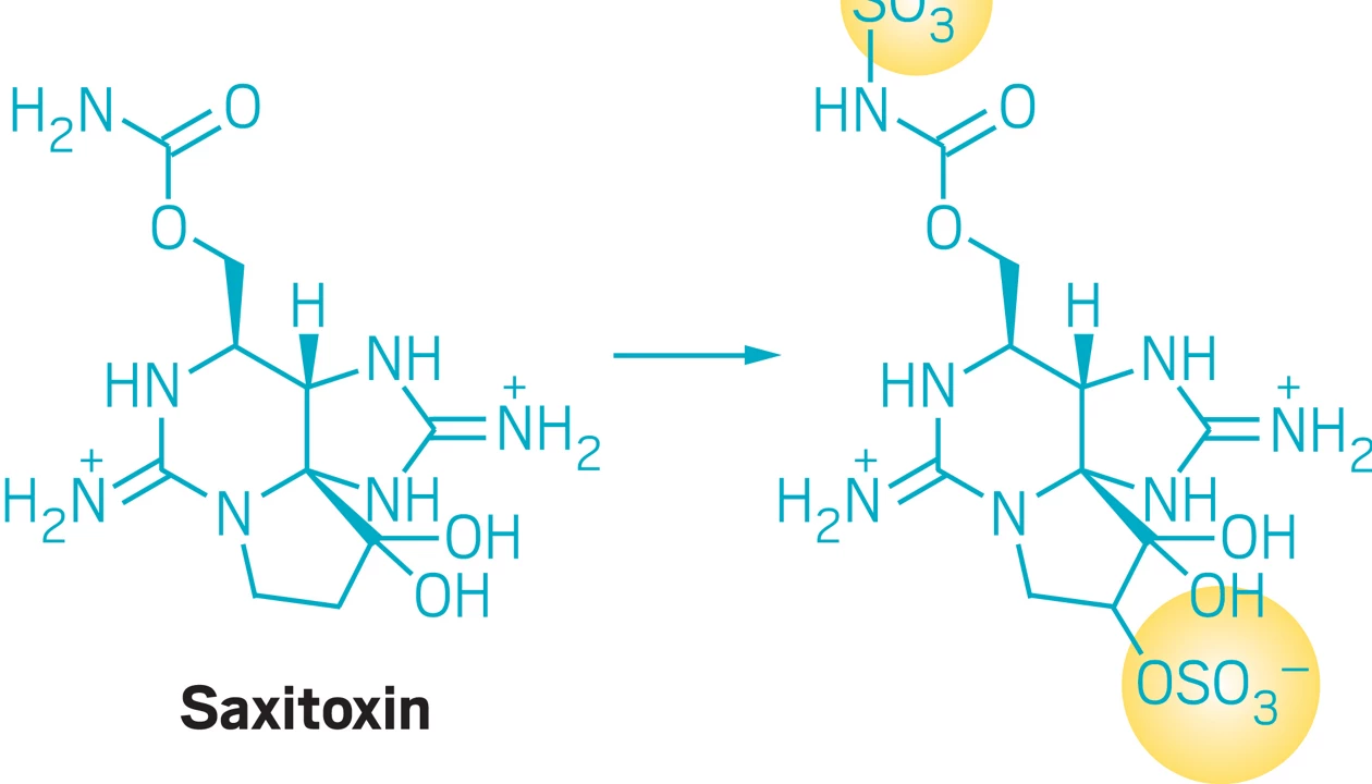 Revealing how enzymes turn a toxin into a potential painkiller
