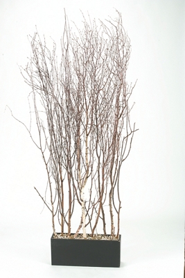 Birch Tree Tops Screen in Rectangle Planter by D and W Silks Inc | NBF.com