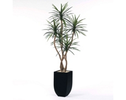 Yucca Tree in Metal Container - 8 Ft.