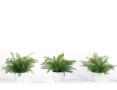 Small Ferns - Set of Three by Tree Masters | NBF.com