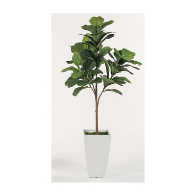 Fig Tree Floor Plant - 6 Ft. by Tree Masters | NBF.com
