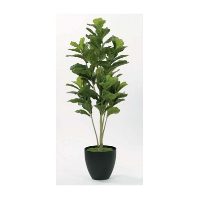Modern Fig Floor Plant - 5 Ft. by Tree Masters | NBF.com