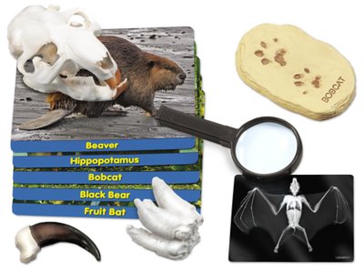 Mammals Specimen Center at Lakeshore Learning