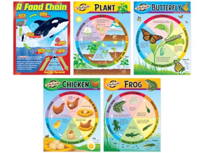 Read About Science Learning Center - Life Cycles at Lakeshore Learning