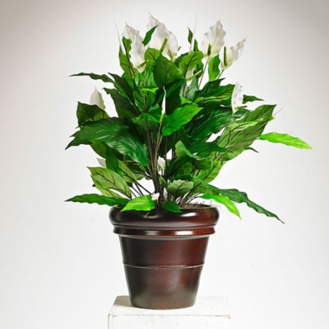 3'H Blooming Spath Plant - Tree Masters | OfficeFurniture.com