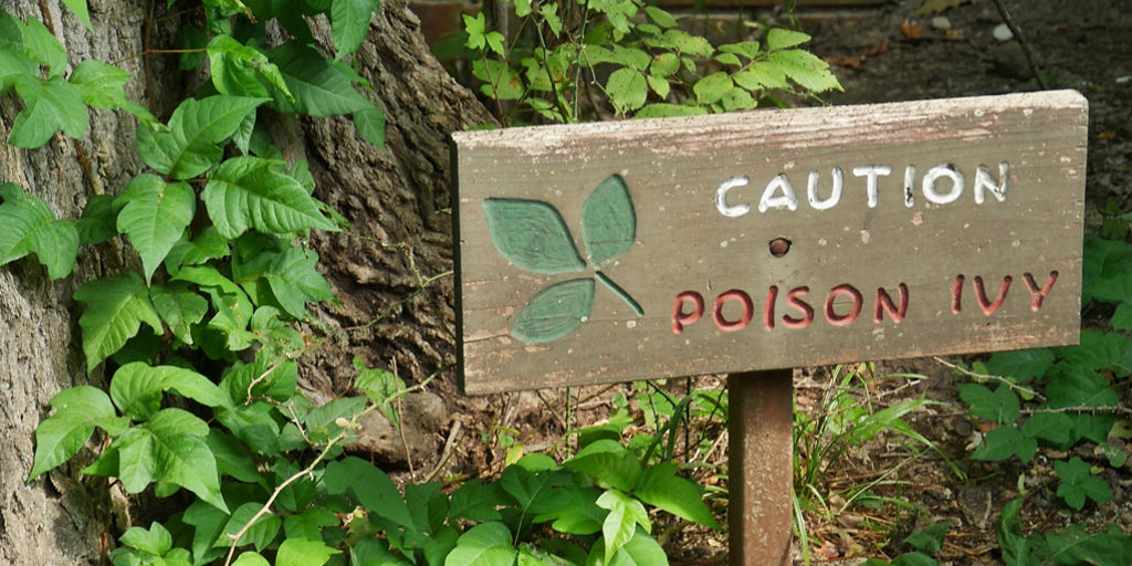 How to identify and treat poison ivy, oak, and sumac | Blue Cross NC