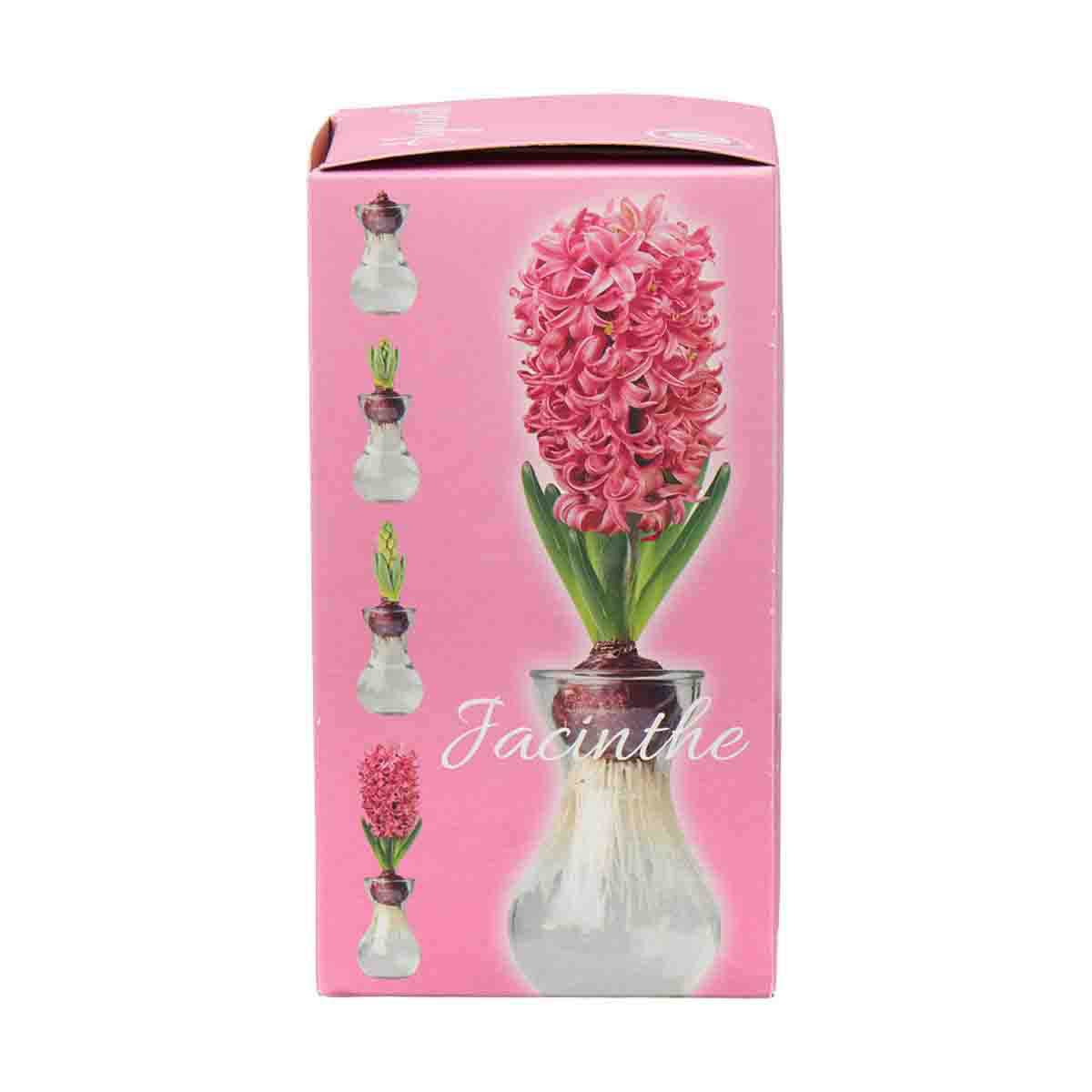 TotalGreen Indoor Hyacinth Grow Kit