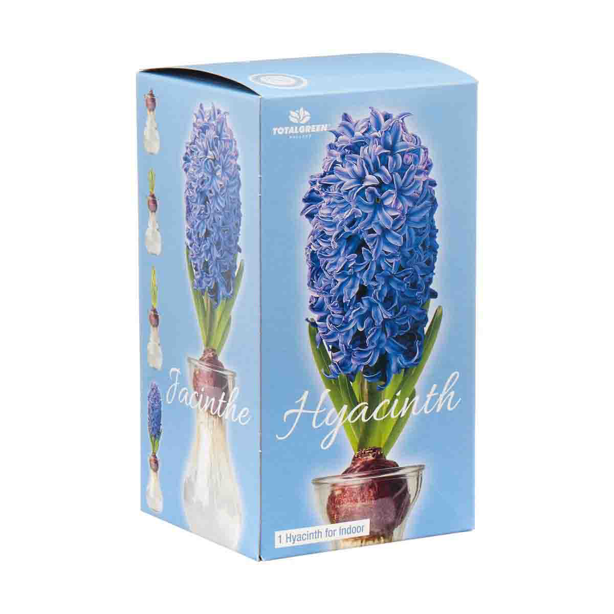TotalGreen Indoor Hyacinth Grow Kit