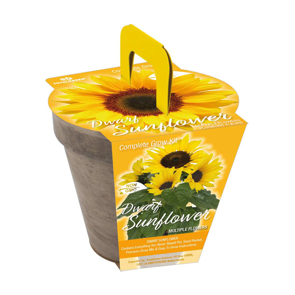 Popshelf Sunflower Grow Kit in Basalt Pot | Hamilton Place