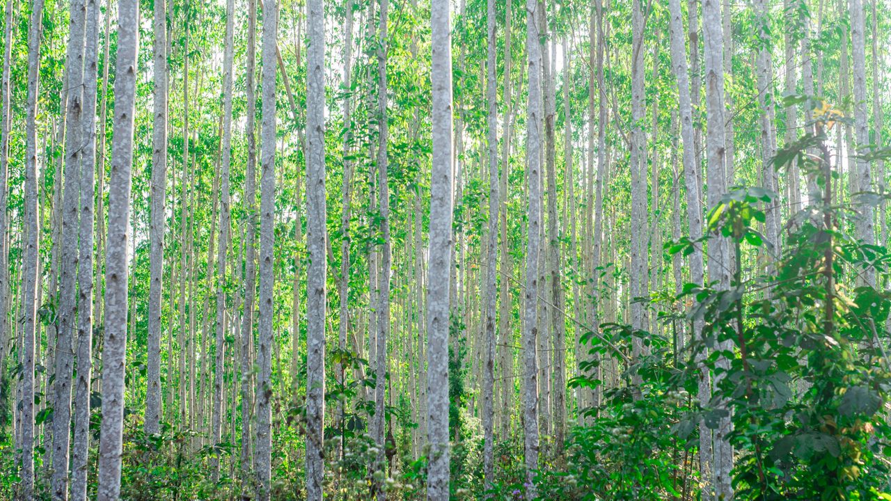 SURLYN™ | Dow Inc.