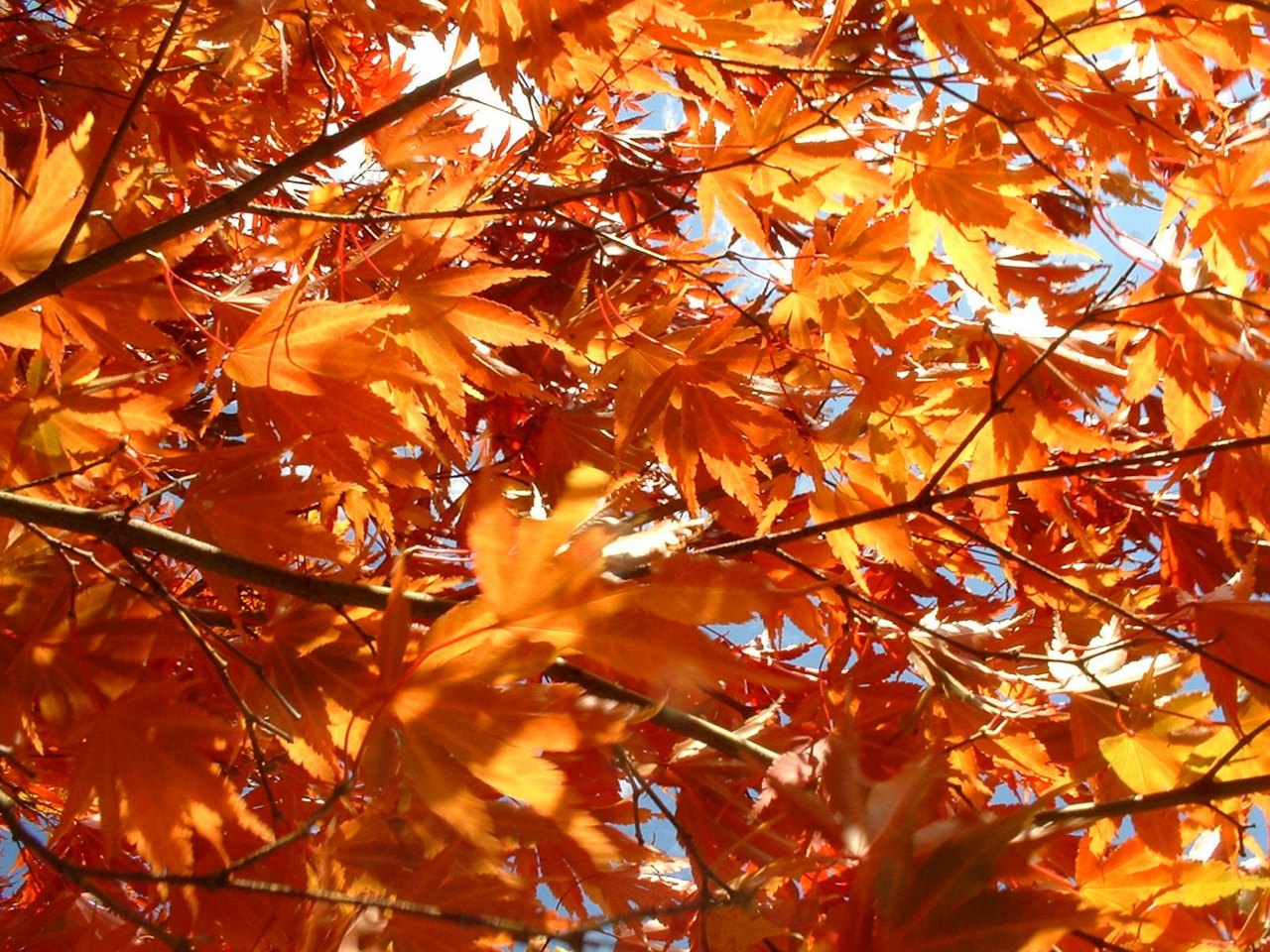 5 Green Tips for Fall | Eco-Friendly Apartments | Greystar