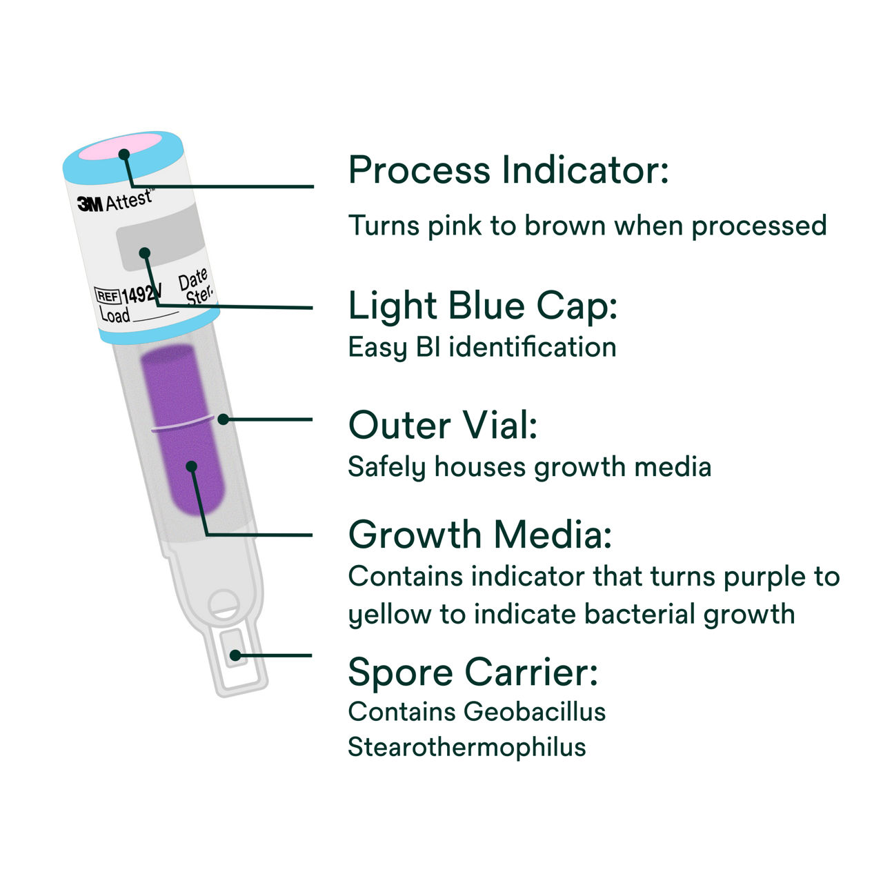 3M™ Attest™ Super Rapid Readout Biological Indicator 1493/1493P
