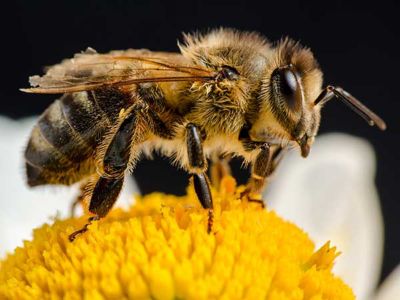 Russian Honey Bees April 4, 2025 Packages Of CERTIFIED RUSSIAN BEES
