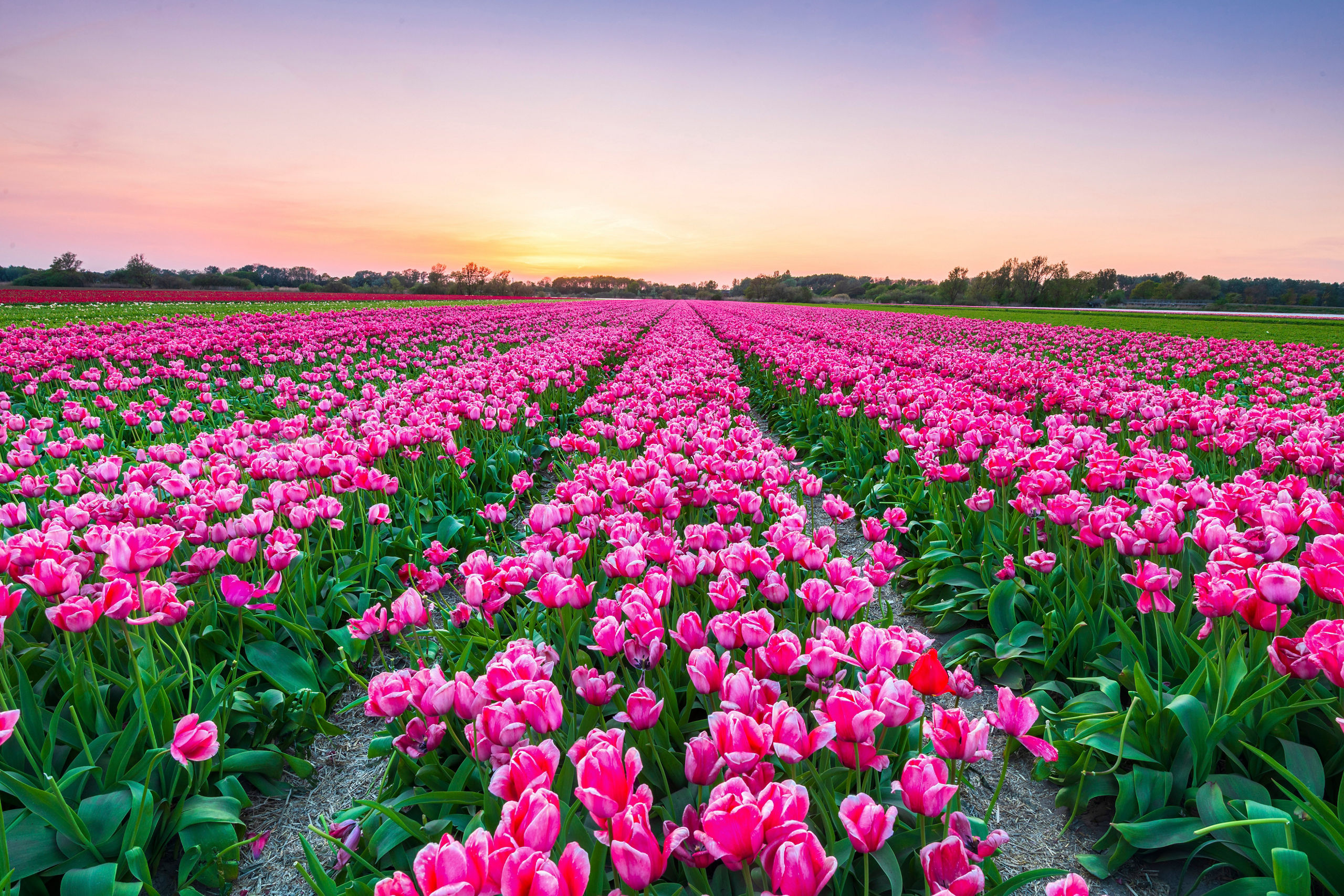 Tulip Season: Spring Cruises to Holland & Belgium | Viking®